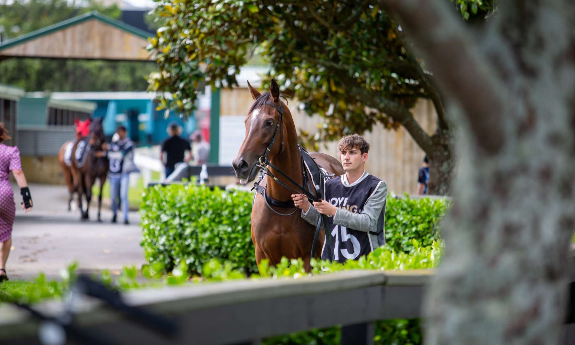 Racedays & Events | Auckland Thoroughbred Racing