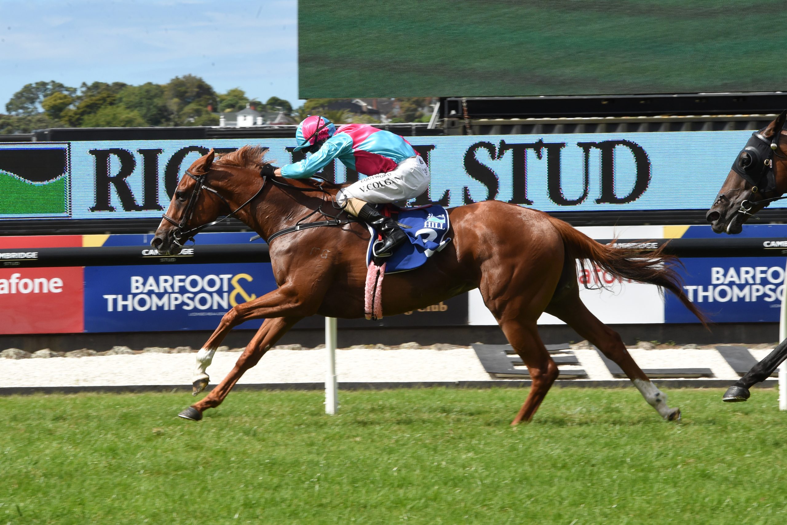 Auckland Thoroughbred Racing | Ellerslie & Pukekohe Park