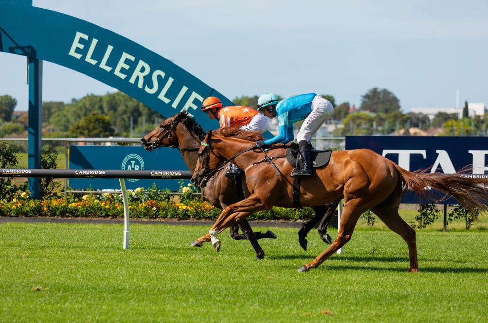 Racedays & Events | Auckland Thoroughbred Racing