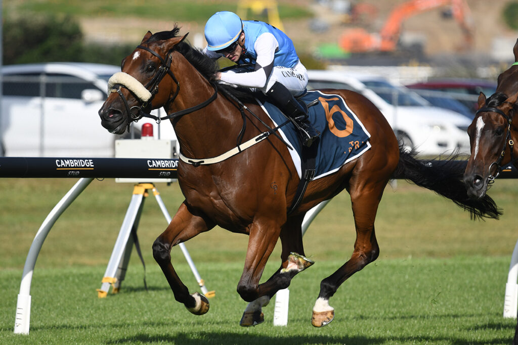NEWS | Renegade Rebel all the way in Gingernuts Salver | Auckland ...