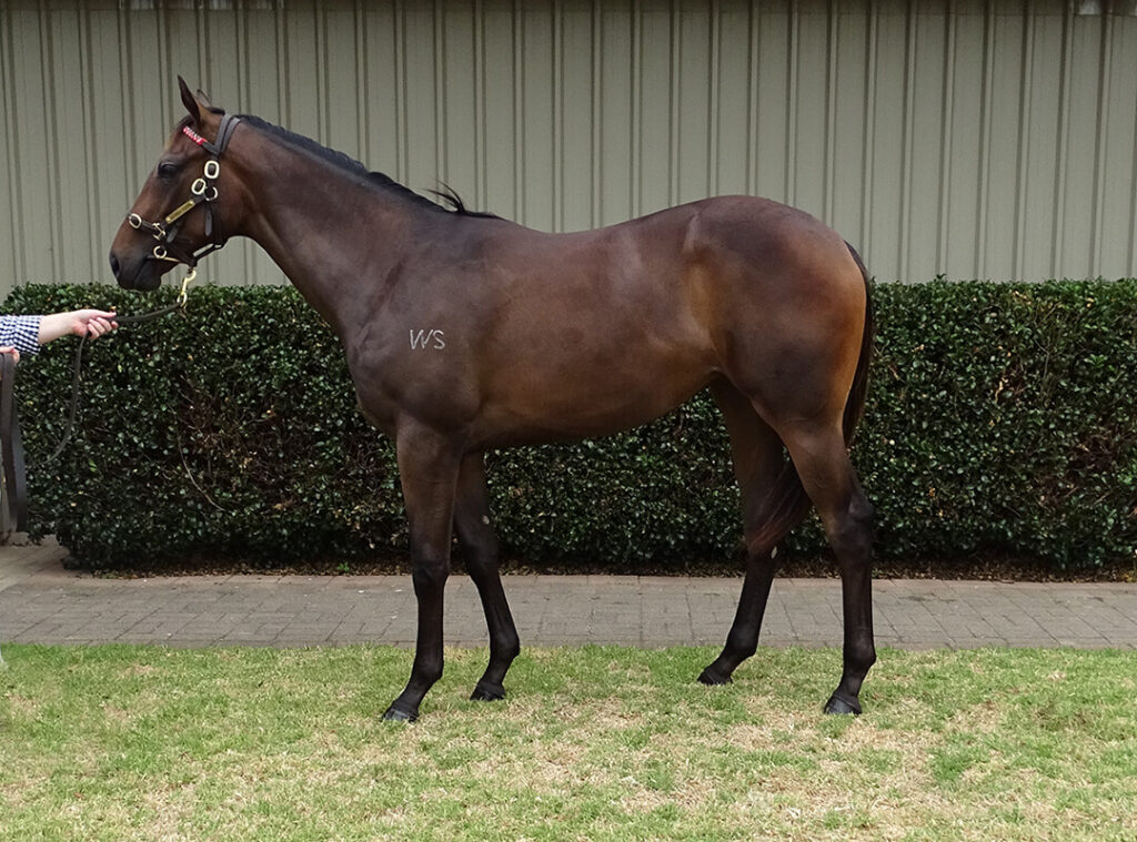 Celebrating Trackside Derby Day | Roger's Derby Darlings | Auckland ...