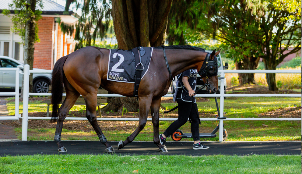 Auckland Thoroughbred Racing | Ellerslie & Pukekohe Park