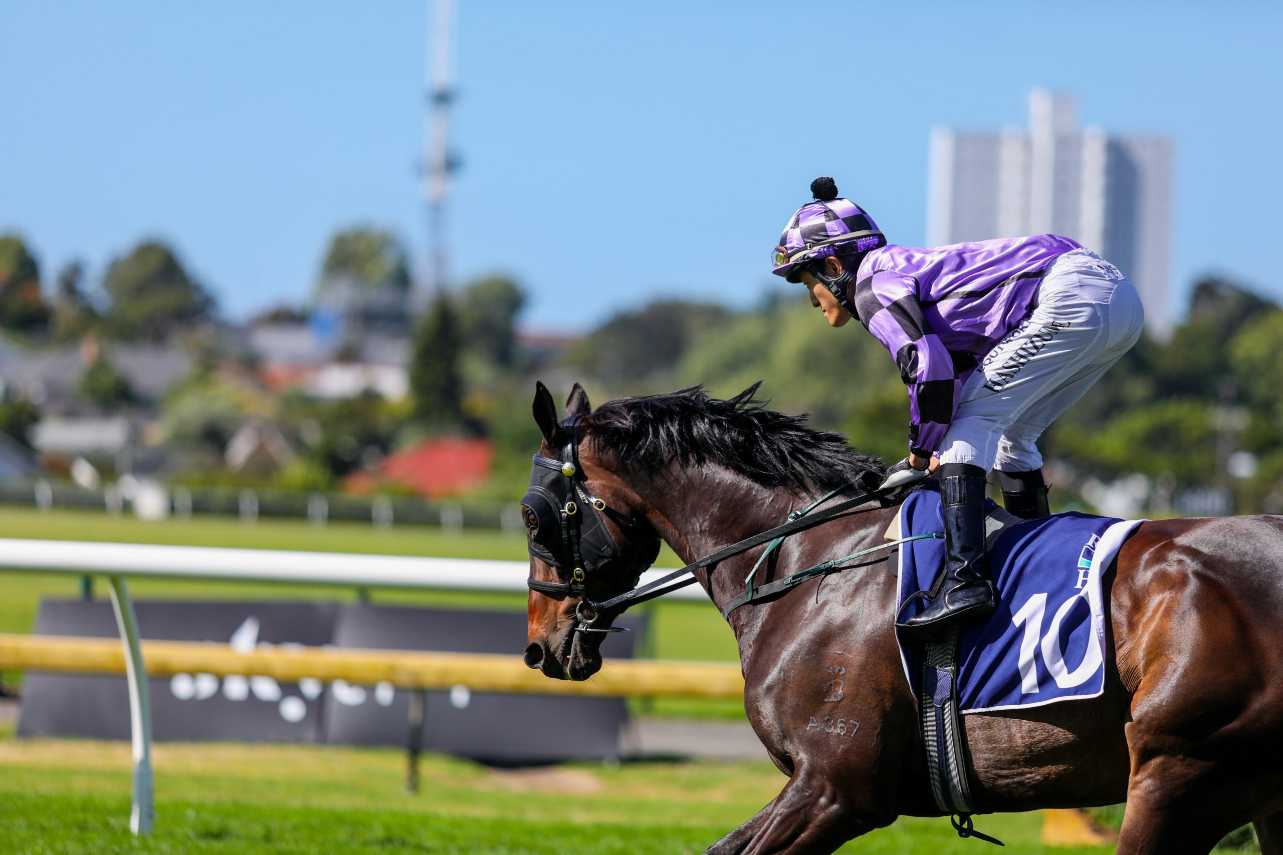Auckland Thoroughbred Racing | Ellerslie & Pukekohe Park